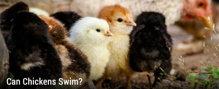 Can Chickens Swim? - ChickenGuard