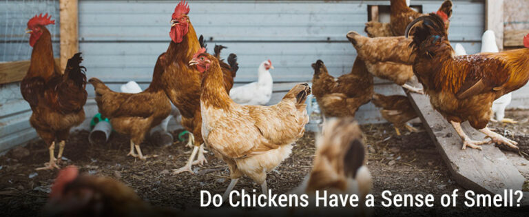 Do Chickens Have A Sense Of Smell? - ChickenGuard
